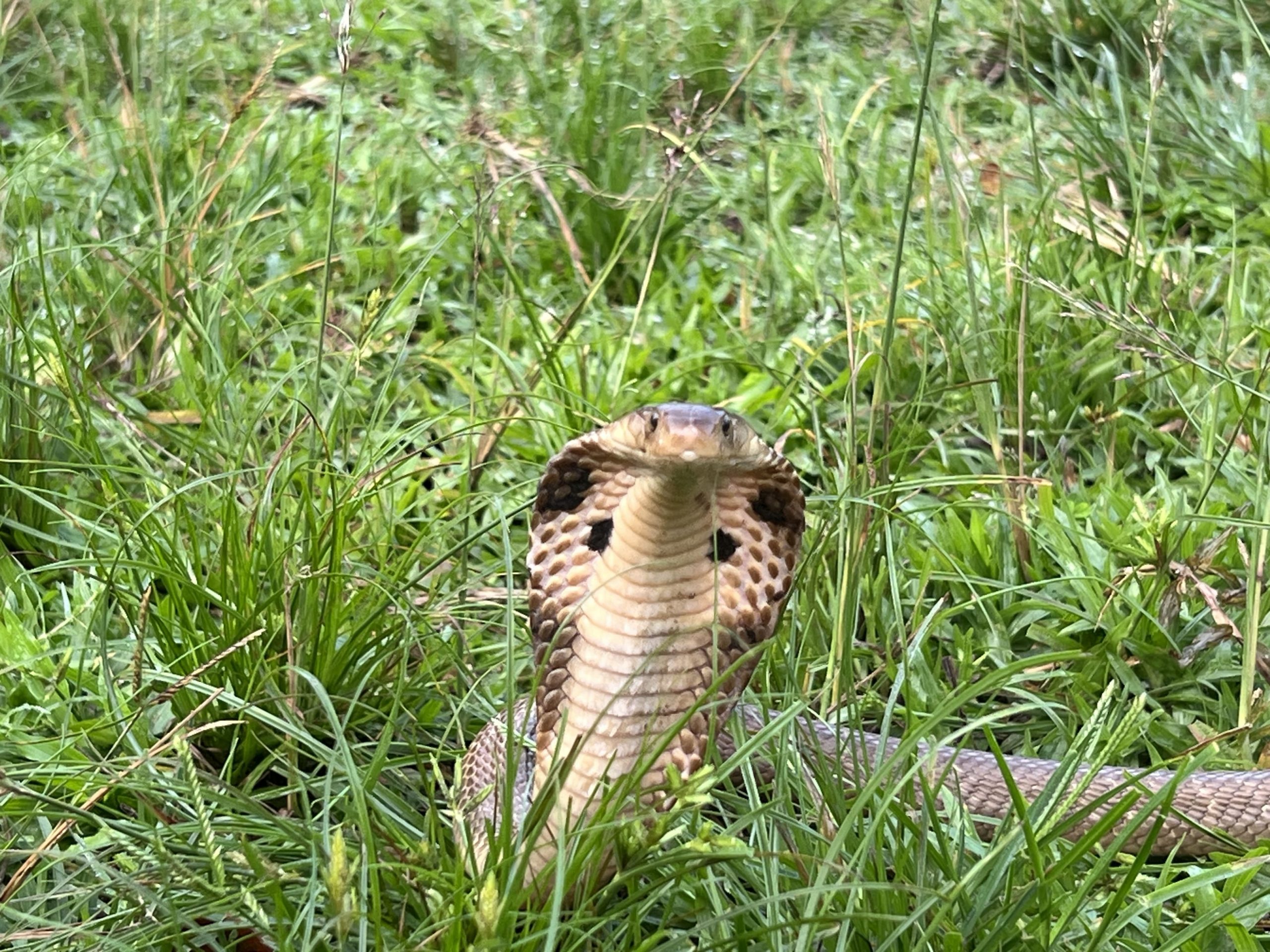 Society for Snake & Snakebite Awareness